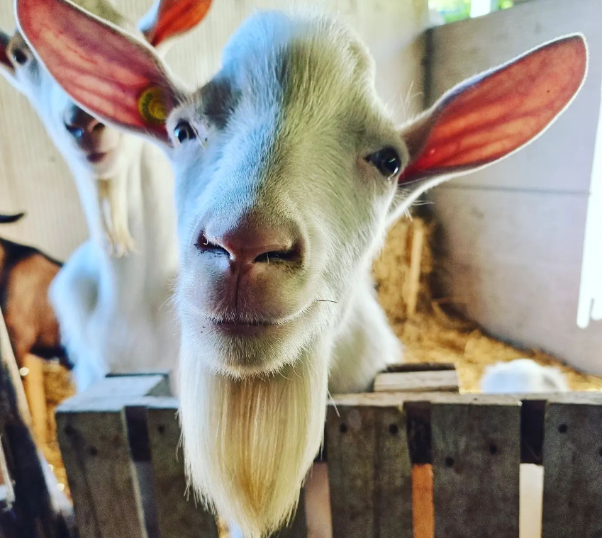 "Manue", il tiktoker calabrese spopola con le sue capre