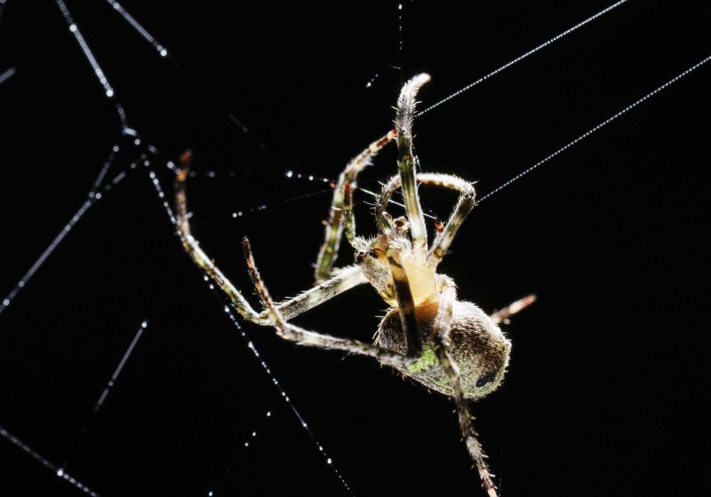 Ragno violino morso dimensioni, dove vive, reazioni e cura