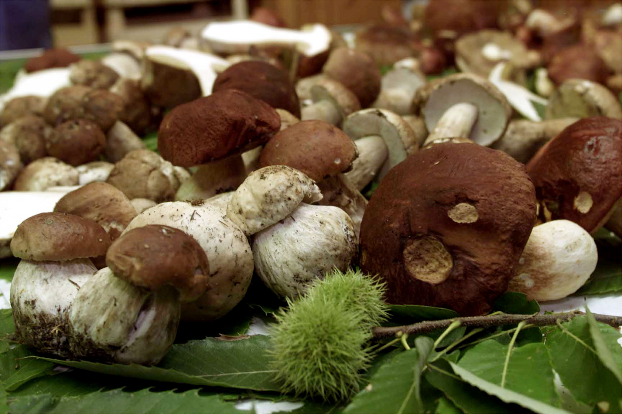 A Dello, dal 20 di ottobre una quattro giorni dedicata alla Sagra d...