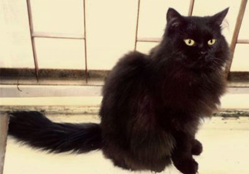 Gatto nero day, per uno dei felini più affascinanti e curiosi • TAG24