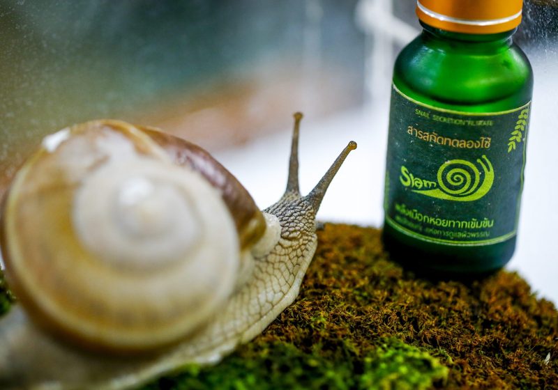 Bava delle lumache a cosa serve? Tutte le cose da sapere TAG24