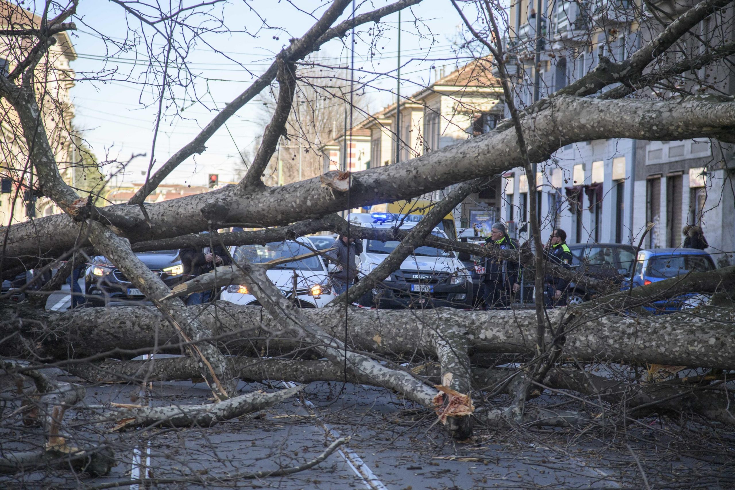 Albero caduto Via De Amicis Milano, paura in strada: nessun ferito