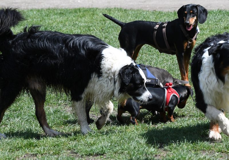 Cani da compagnia per anziani: le razze migliori da tenere in casa