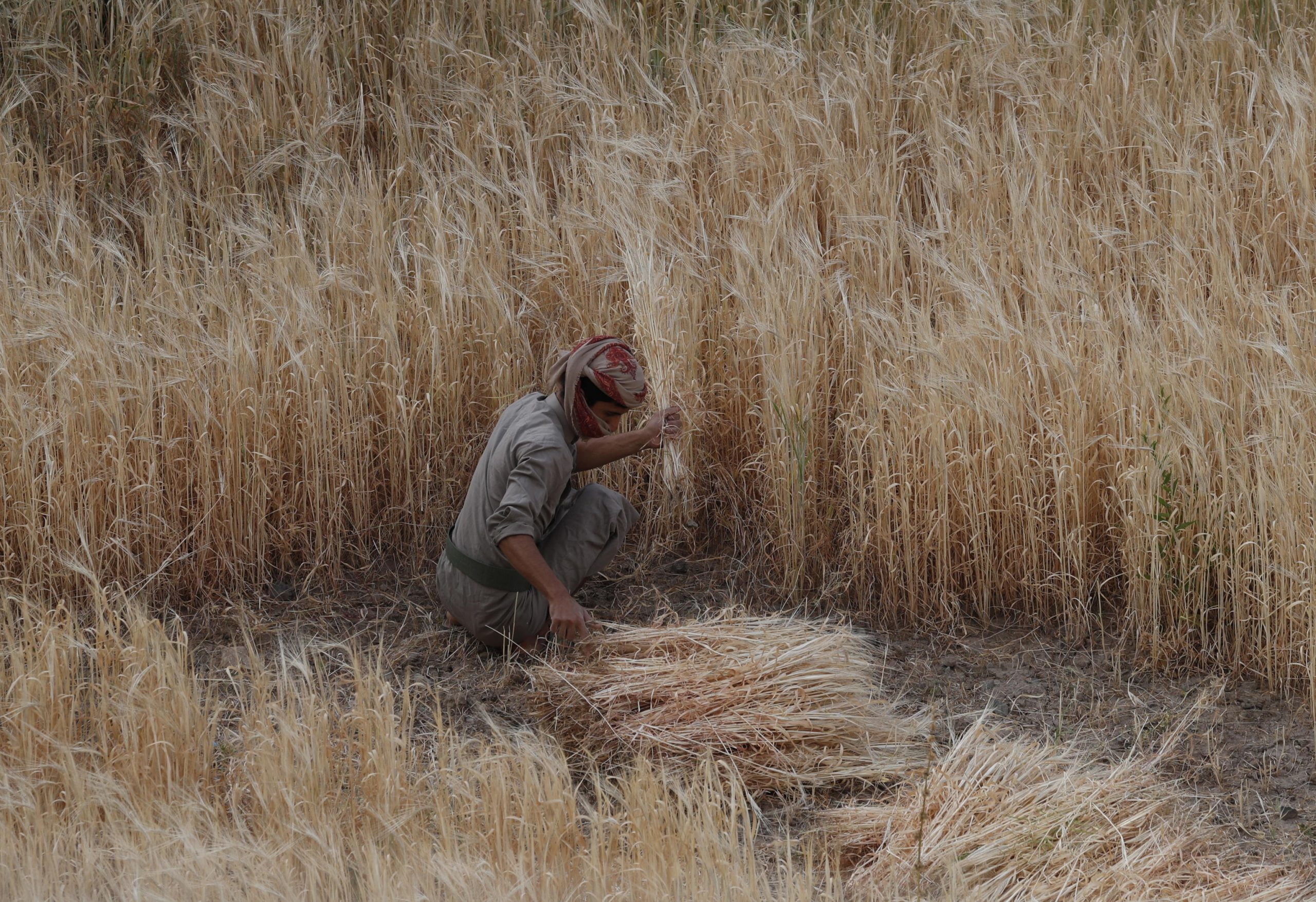 Sequenziato il Dna di orzo etiope: lo studio del Sant'Anna