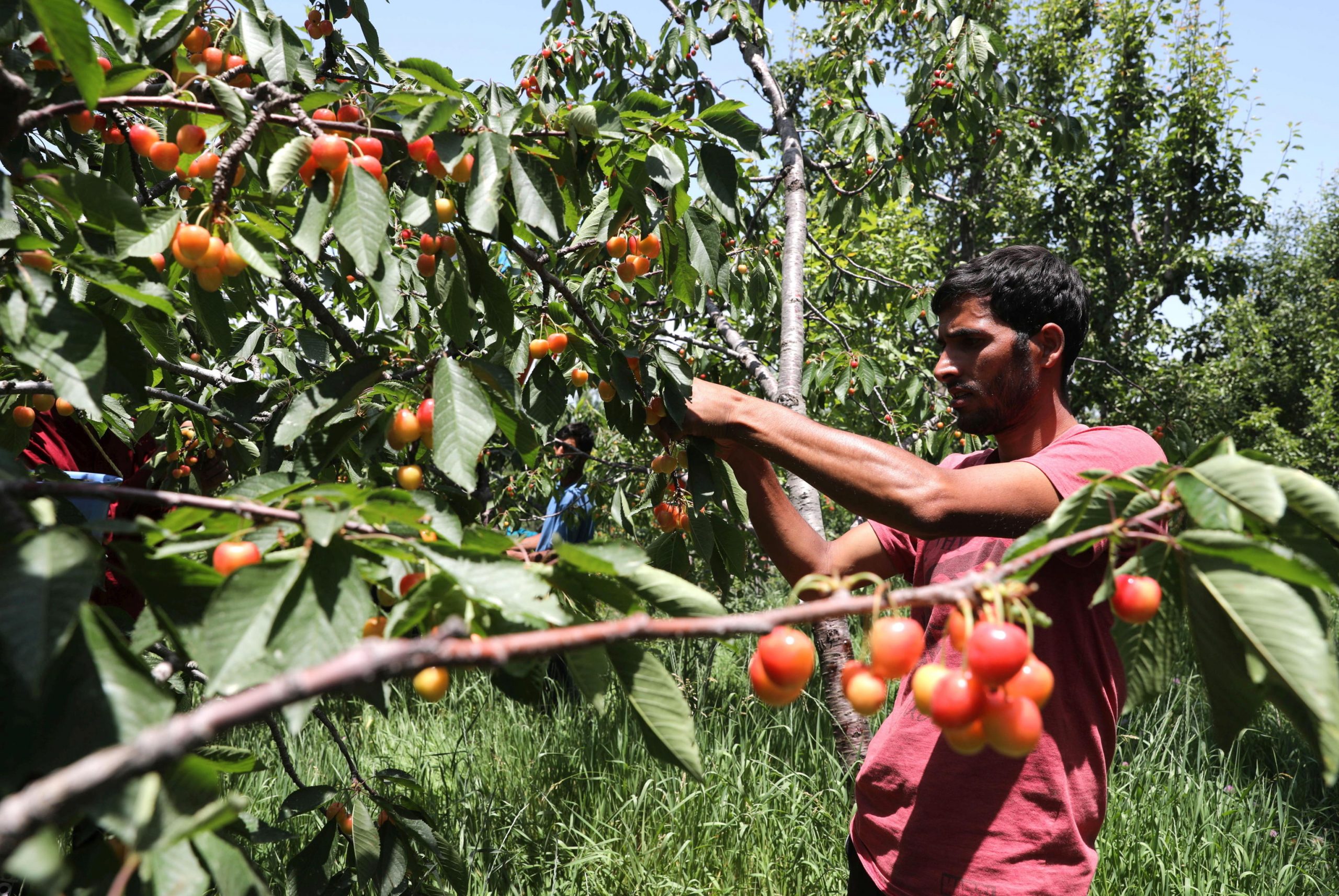 Lavoro occasionale in agricoltura: aggiornato il modello UNILAV