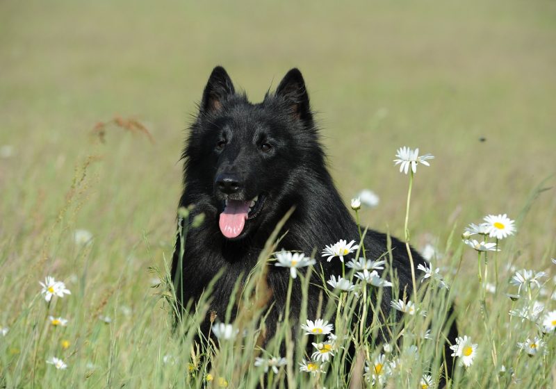Svelato qual è il cane più intelligente del mondo