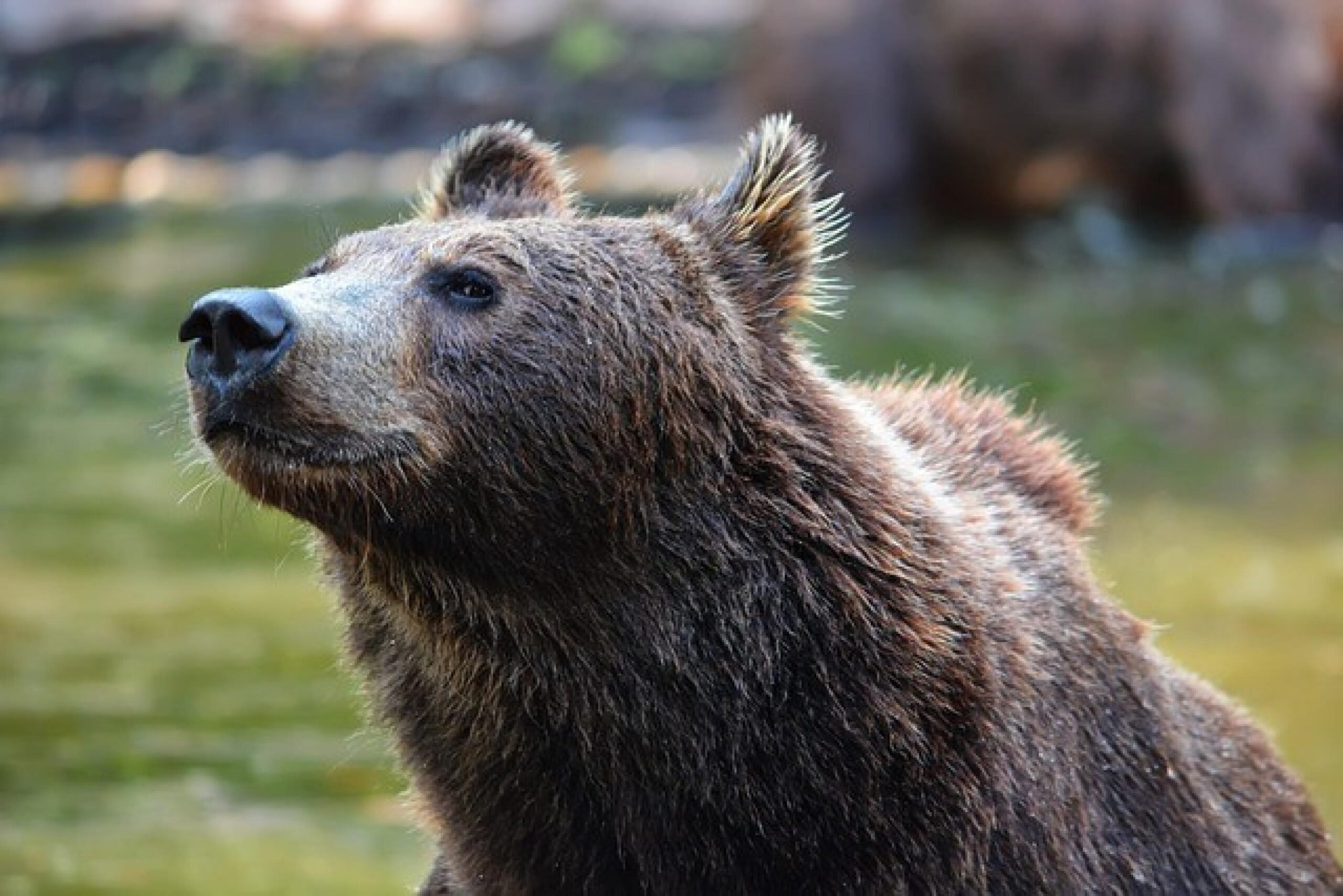 Uccisione dell'orso in Trentino, Lav contro Fugatti: "Cerca solo la ...