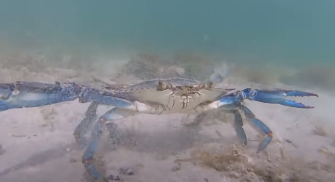 Granchio blu, invasione in Adriatico e Tirreno: Sardegna e Toscana ...