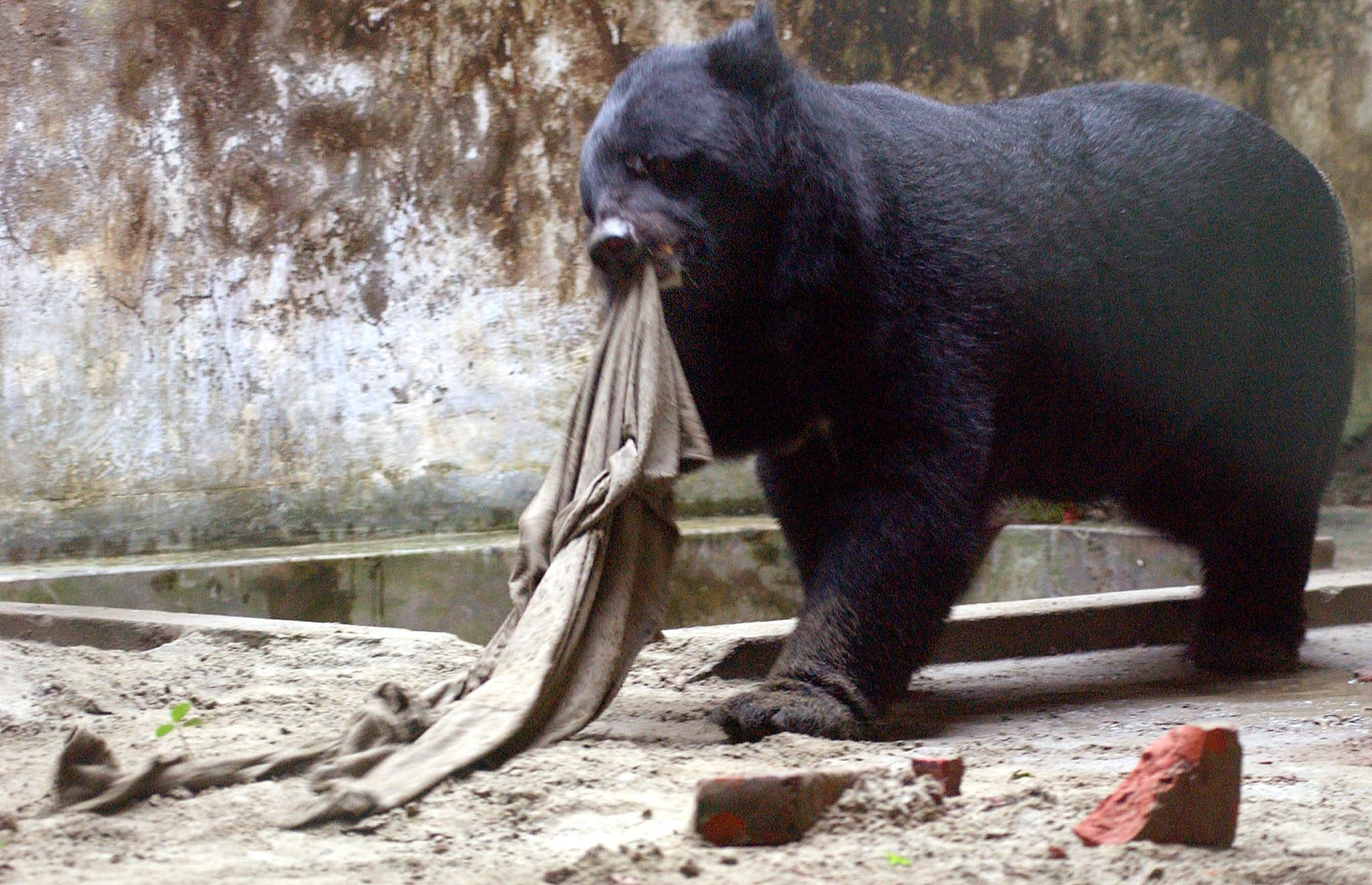 Spray anti orso, è legale in italia? Cosa contiene e come funziona