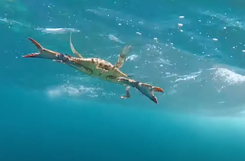 Da dove arriva il granchio blu, come è arrivato in Italia e quali sono ...