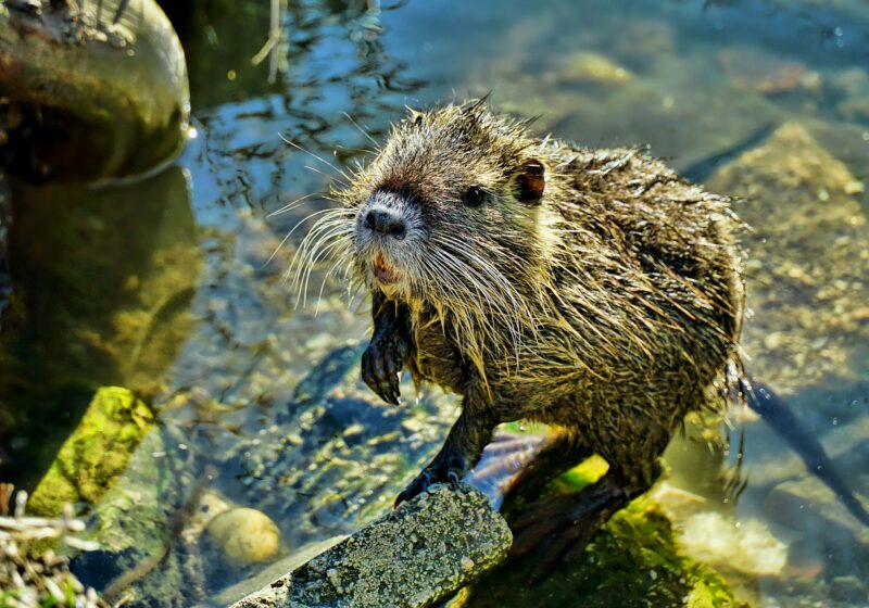 La carne di nutria è commestibile? Dove si mangia? Che sapore ha? Ecco ...