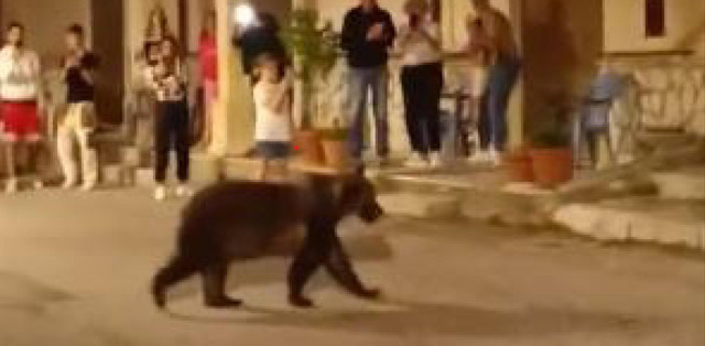 Orsa Amarena uccisa, i cuccioli stanno bene e sono insieme: "Si nutrono ...