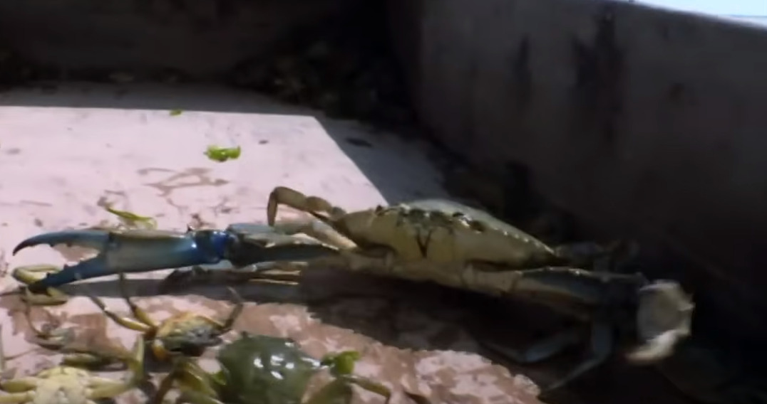 Le uova del granchio blu sono commestibili? Ecco come mangiarle e q...