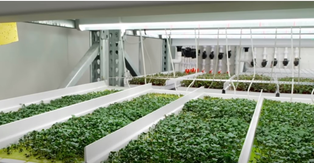 Vertical farming: cos'è, costi, vantaggi e svantaggi dell'agricoltura ...