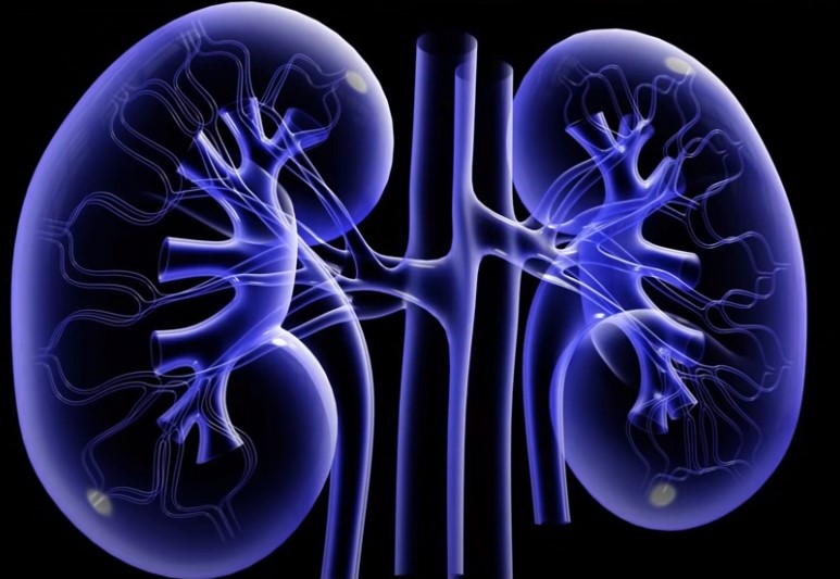 Come si vive dopo l'asportazione di un rene? • TAG24