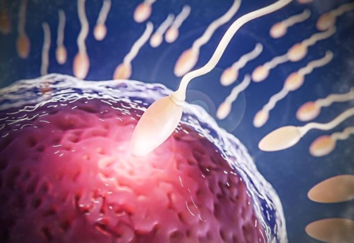 Quanti tipi di inseminazione artificiale esistono e quali sono le ...