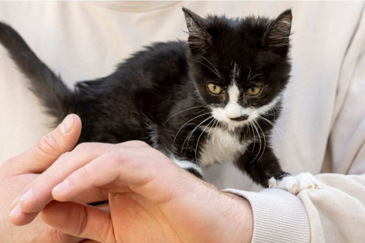 Come si cura la malattia del graffio di gatto e quali sono i sintomi a ...