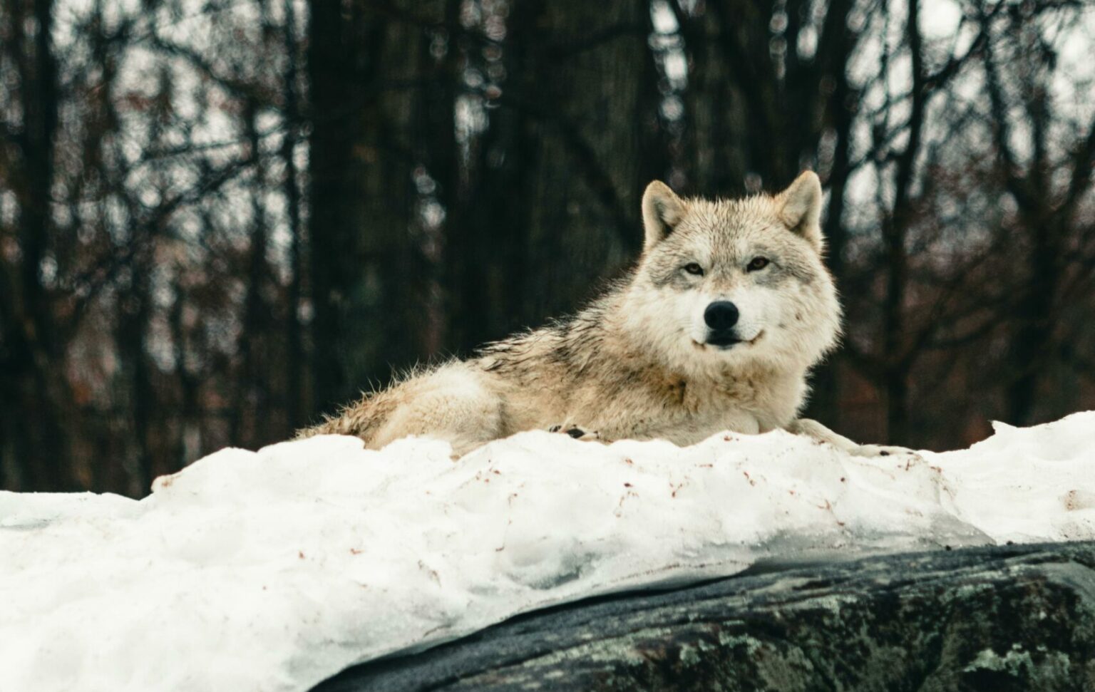 Quante specie di lupi ci sono nel mondo? Ecco dove vivono e quali sono ...