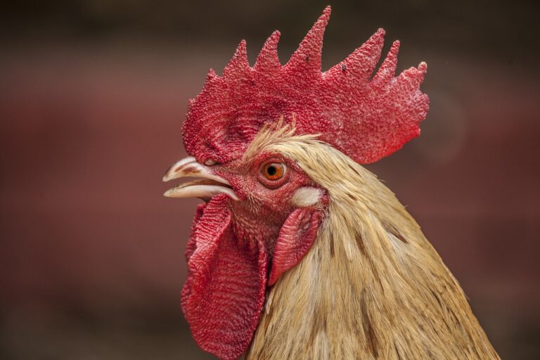 Creste di gallo: ricette speciali per ogni tavola