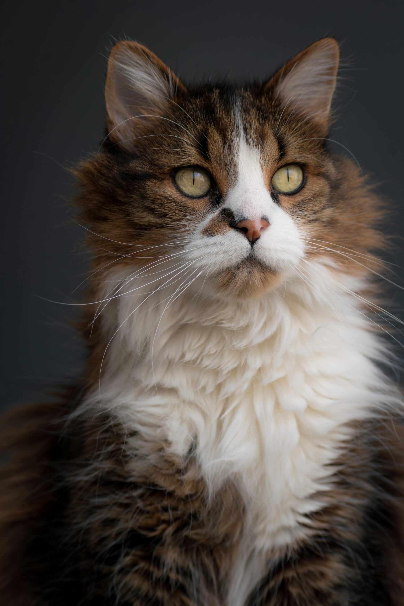 Cosa fare se il gatto ha una zecca? • TAG24