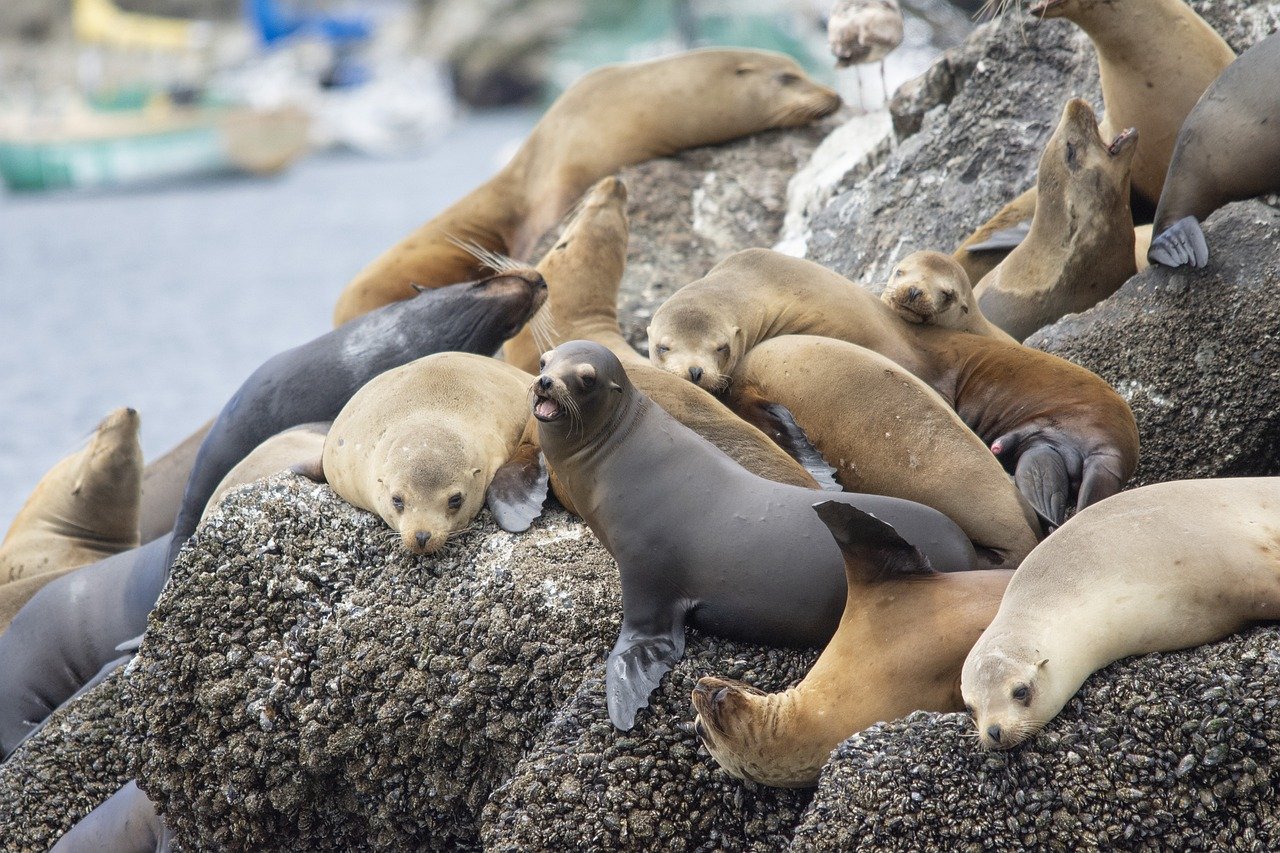 Dove vedere i leoni marini in California? Le tappe da sogno • TAG24